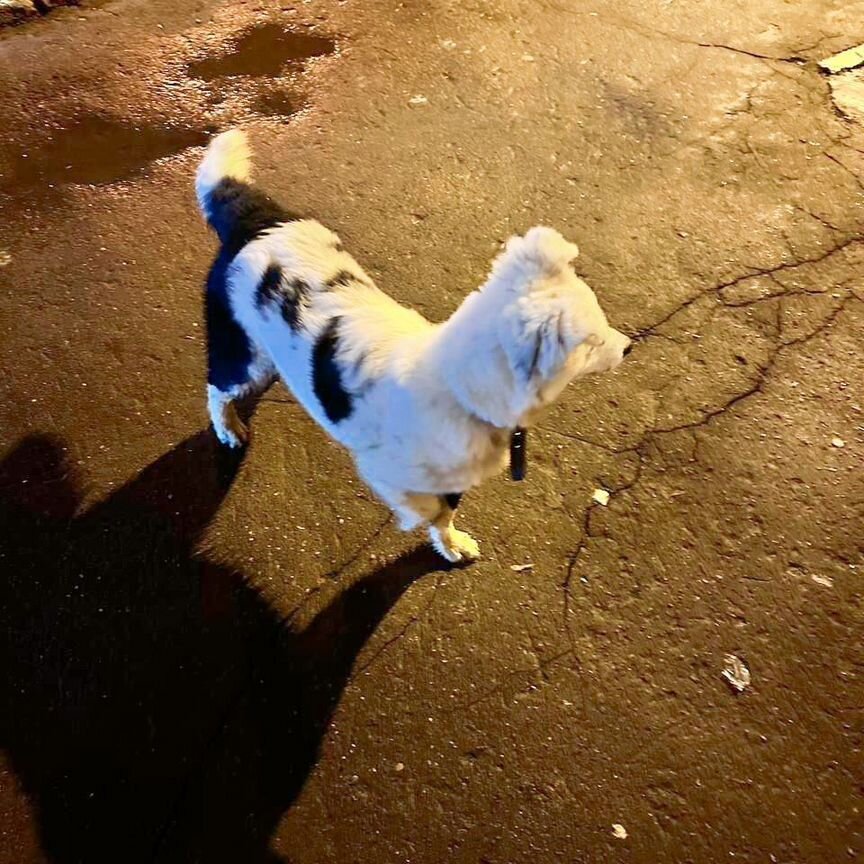 Чья собака Авиастрой, Айдарова