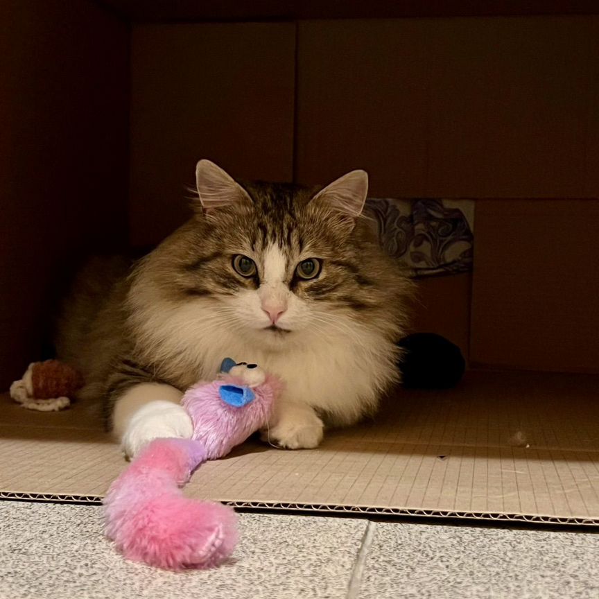Котик в добрые руки