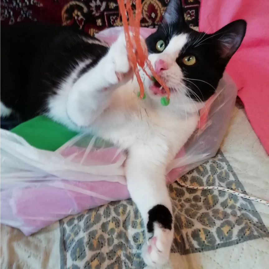 Шикарный и крупный котенок