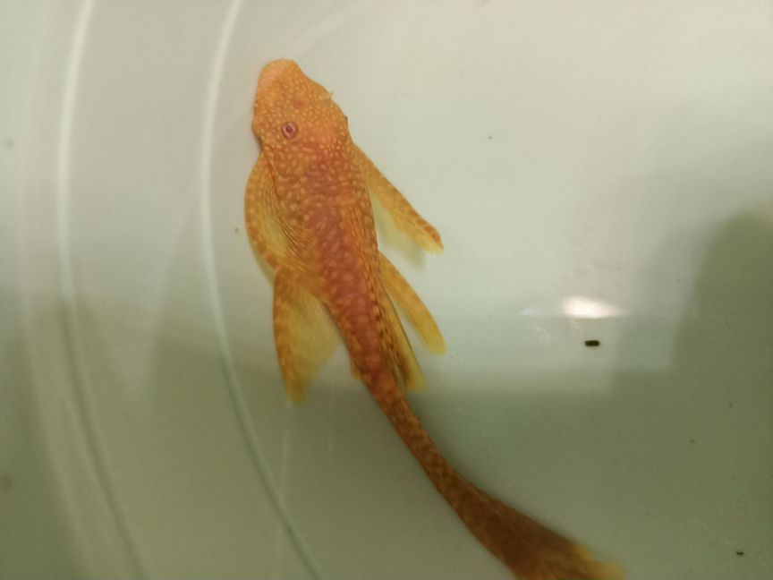 Анциструс вуалевый