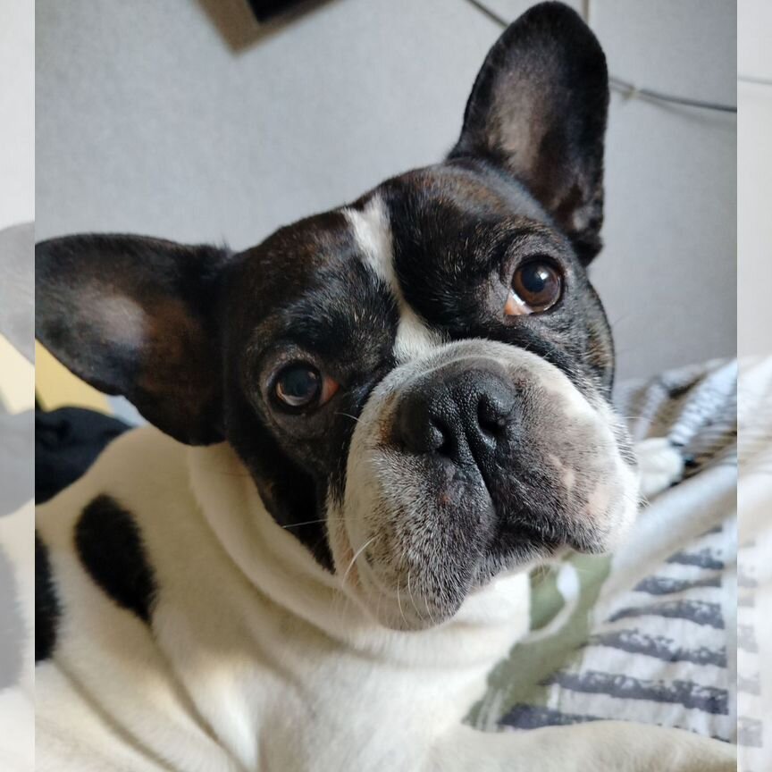 Французский бульдог, взрослый пёс