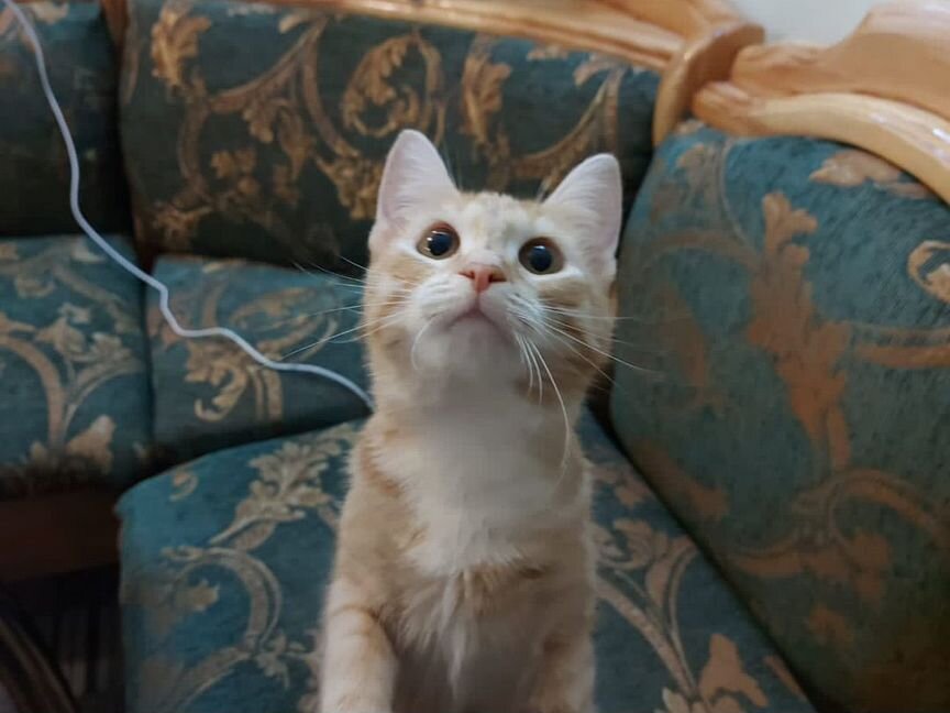 Котенок рыжая девочка в дар бесплатно ищу дом