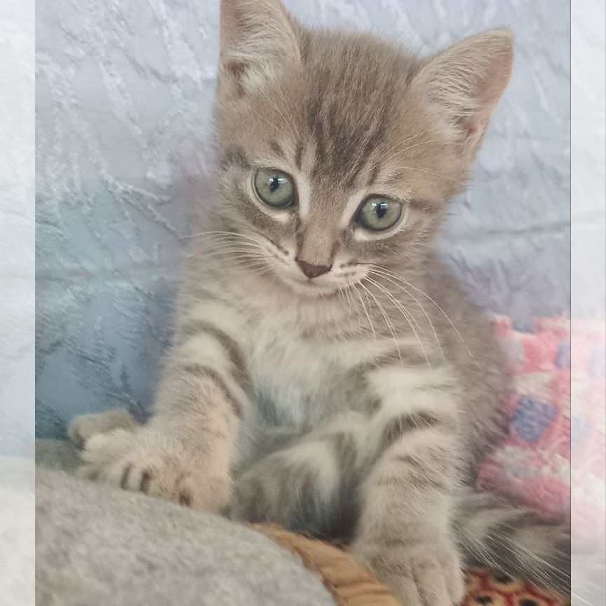 Котенок