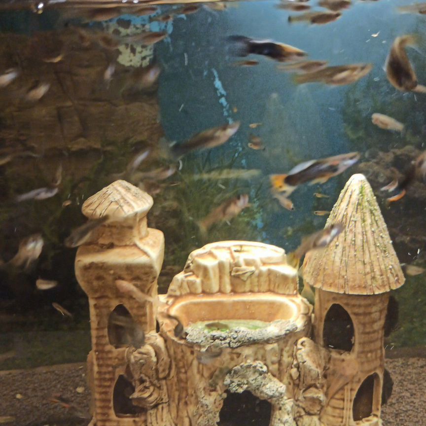 Рыбка гуппи мальки