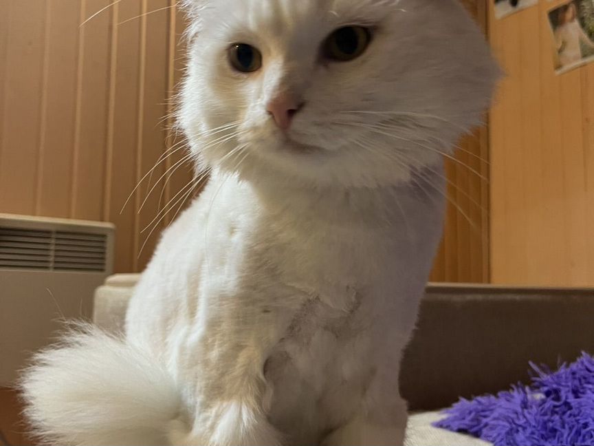 Пушистый белый котик