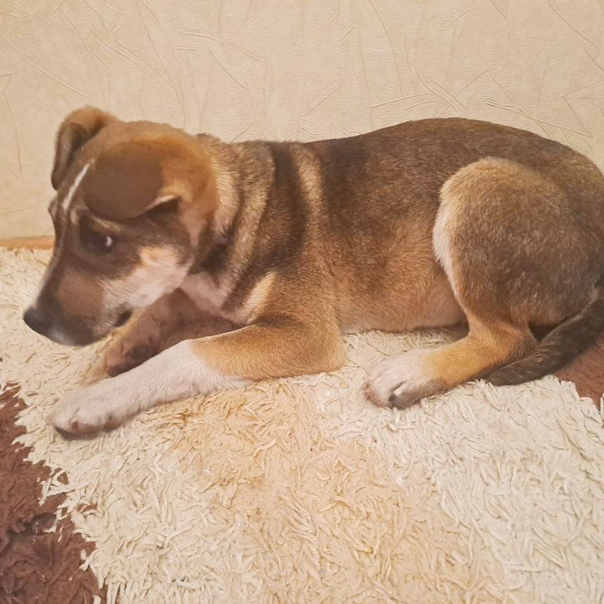 Щенок в добрые руки бесплатно