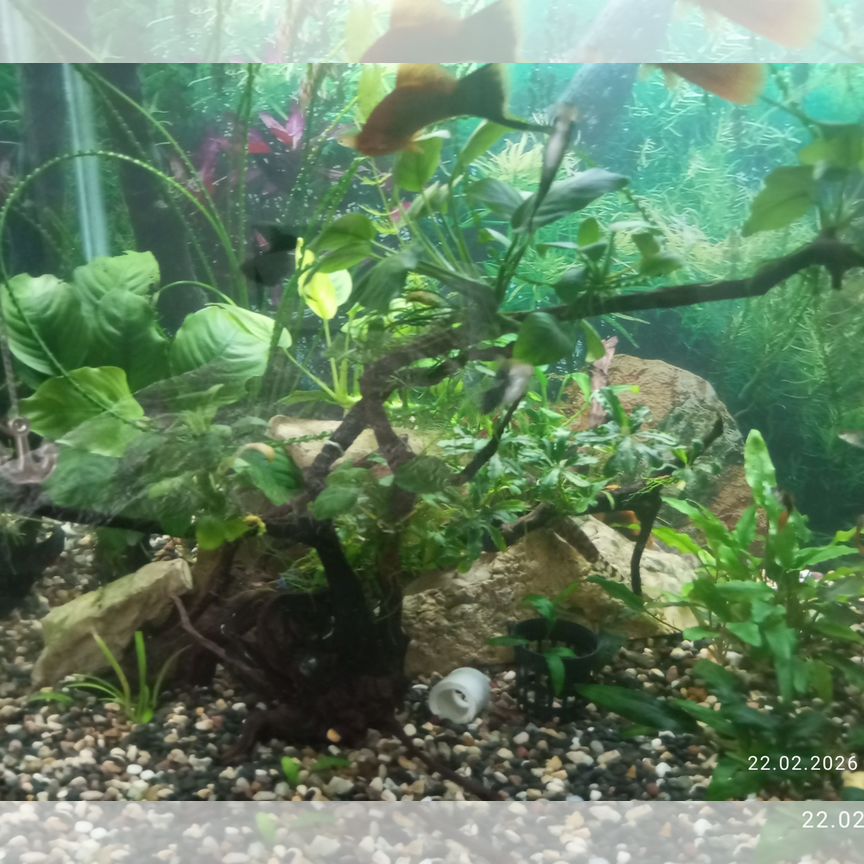 Аквариумные растения