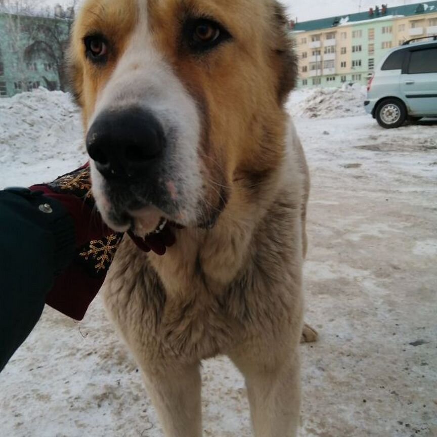 Алабай в дар