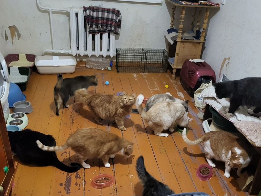 Помощь приюту,сбор на лечение