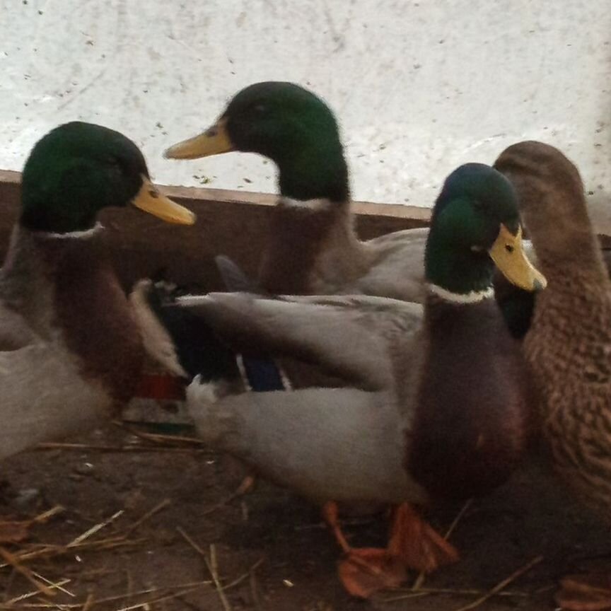 Селезень подсадной утки