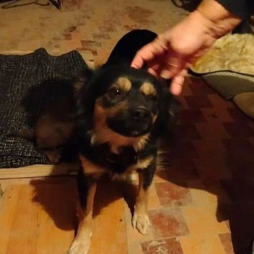 Собака ищет дом