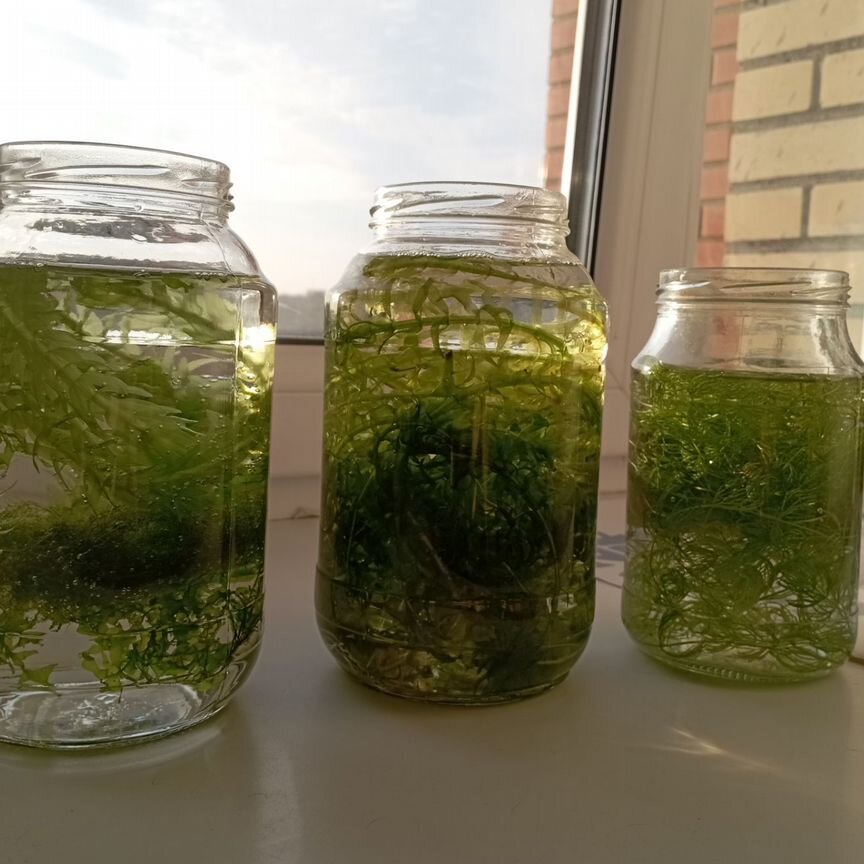 Водоросли для аквариума (прополка)