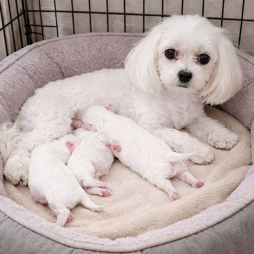 Мальтийская болонка, щенок