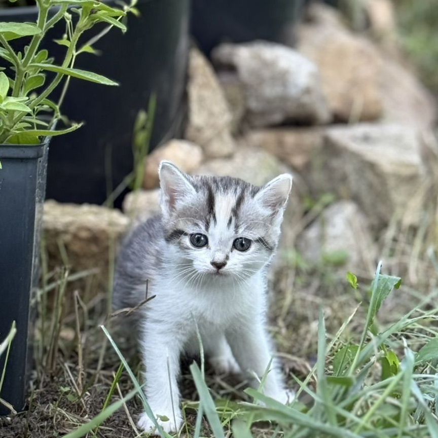 Кошечка на счастье в дом
