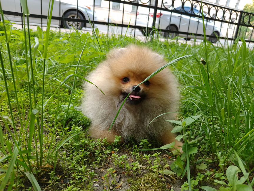 Девочка конфетка