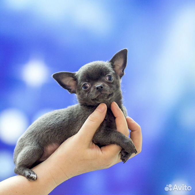 Шикарный голубой мальчик чихуахуа