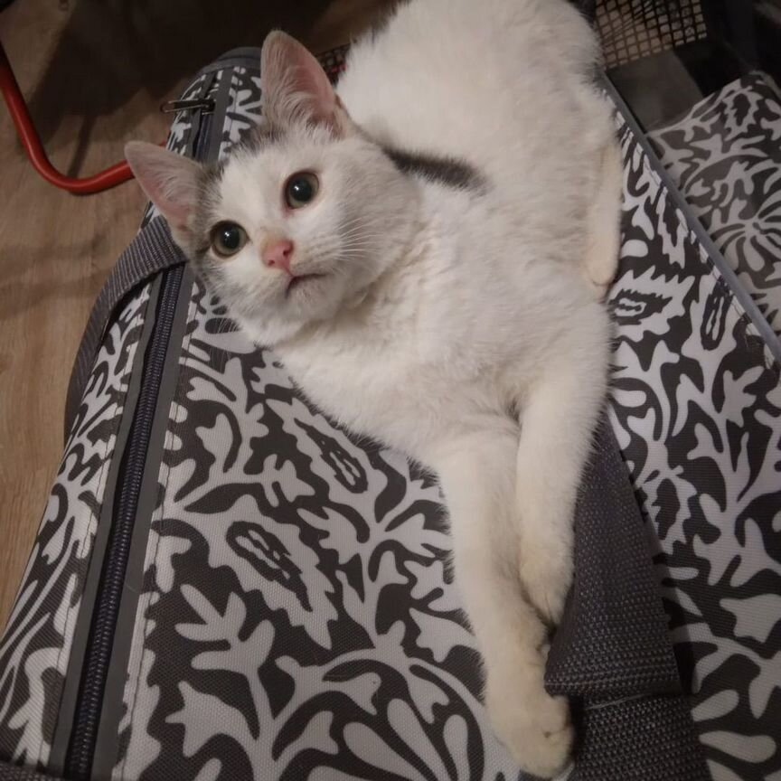 Котенок в добрые руки