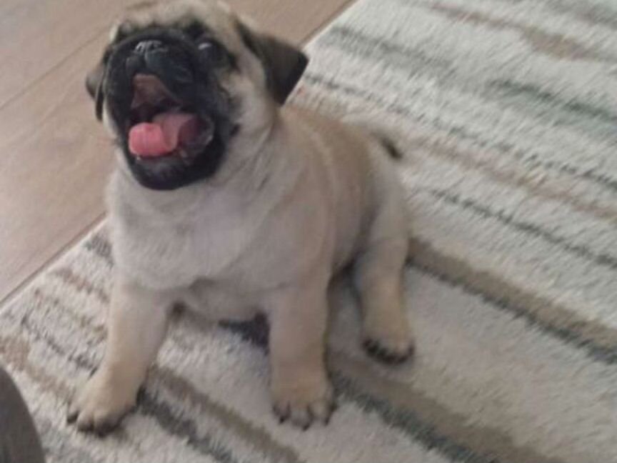 Щенки мопса