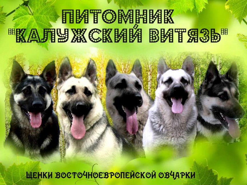 Щенки восточноевропейской овчарки
