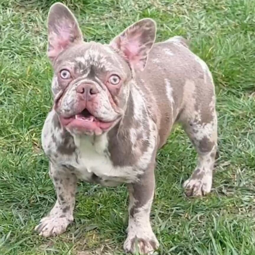 Французский бульдог, щенок