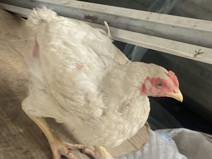 Цыплята бройлеры подрощенные