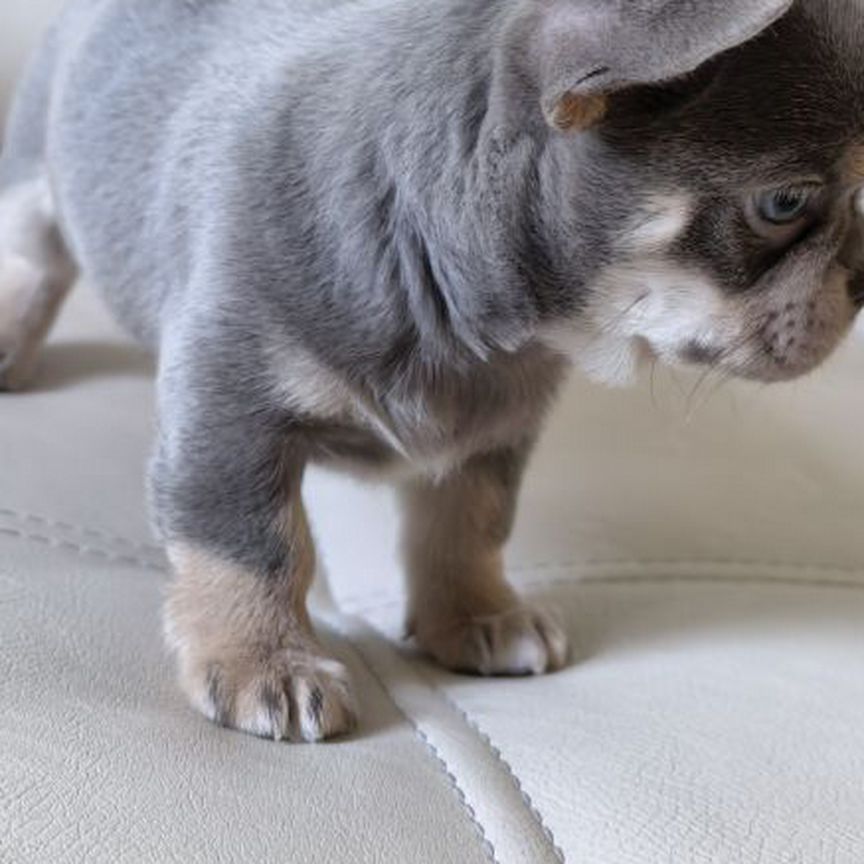 Чихуахуа, щенок