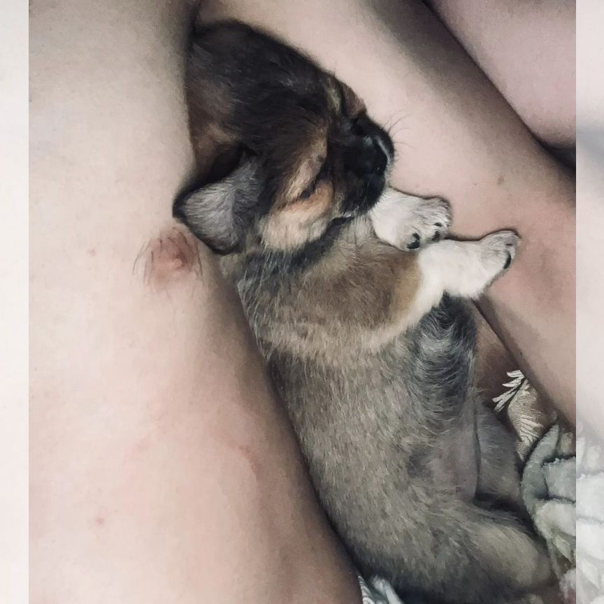 Пти-брабансон, щенок