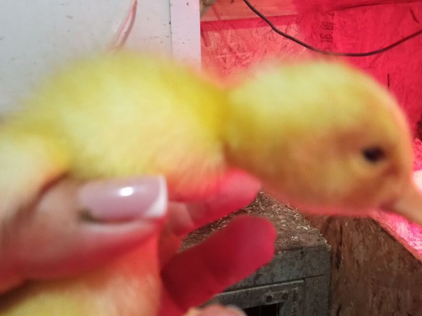 Утята бройлерные ст5