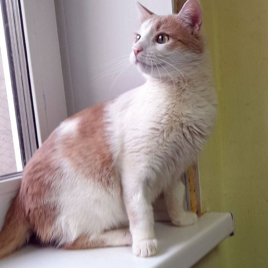Котик Марс