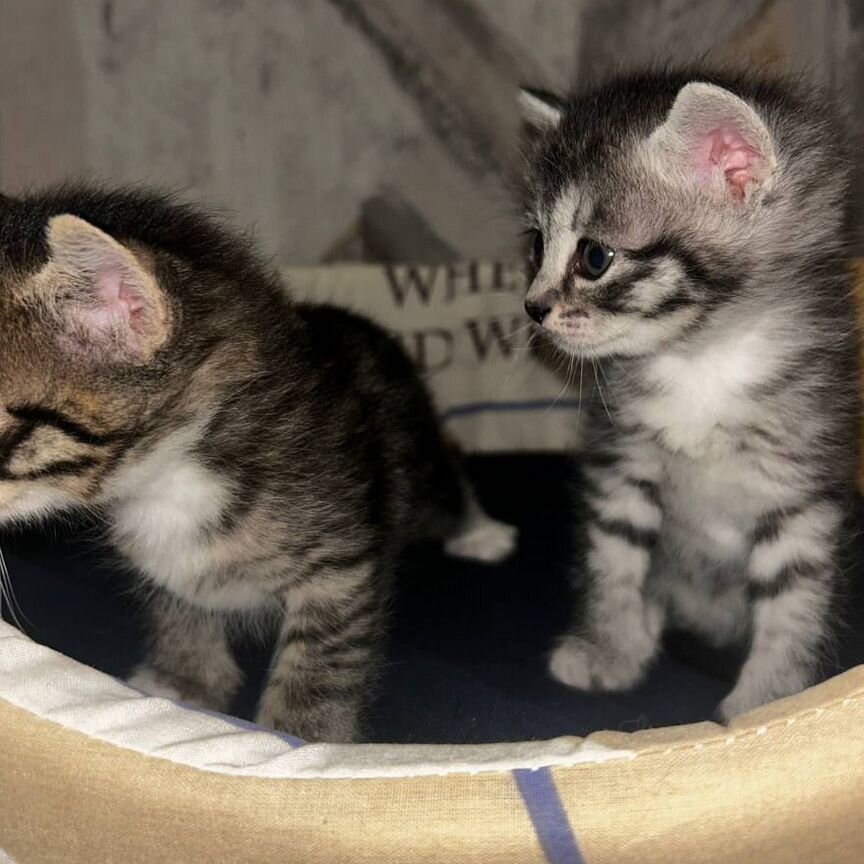 Шотландский прямоухий короткошёрстный котёнок