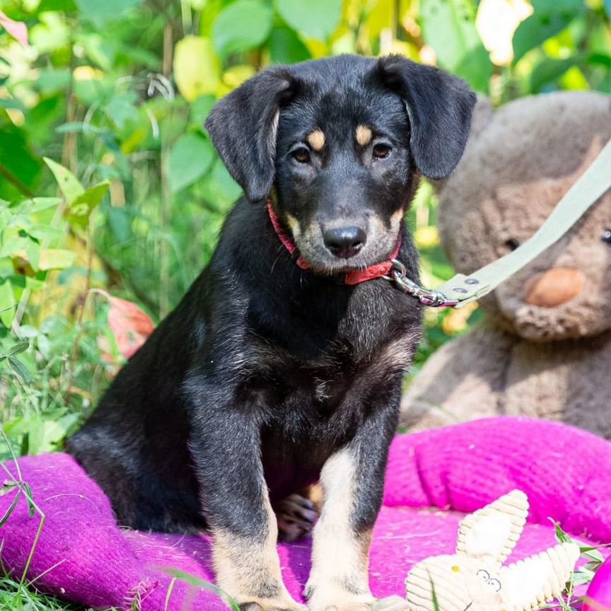 Щенок в добрые руки