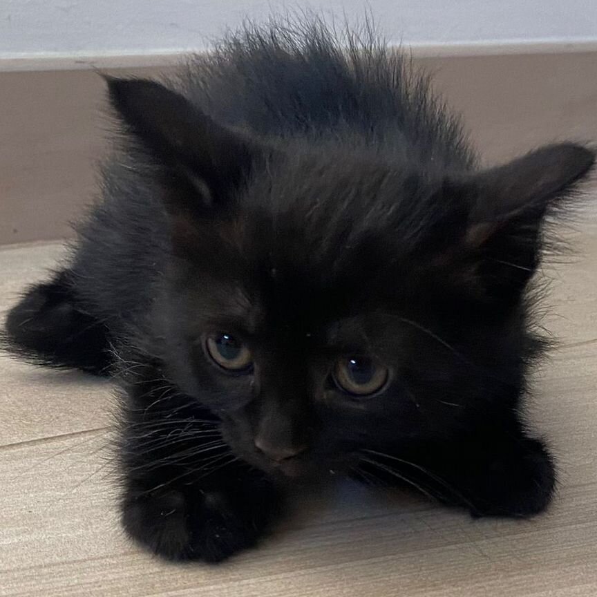 Котята в хорошие руки