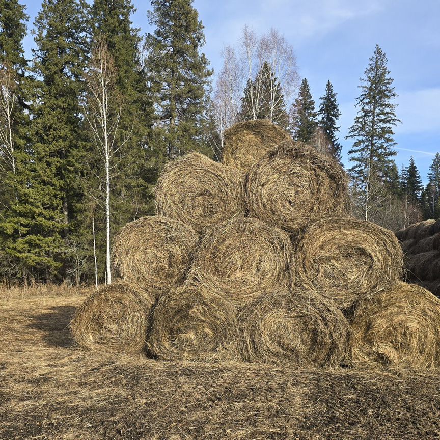 Продам сено в рулонах