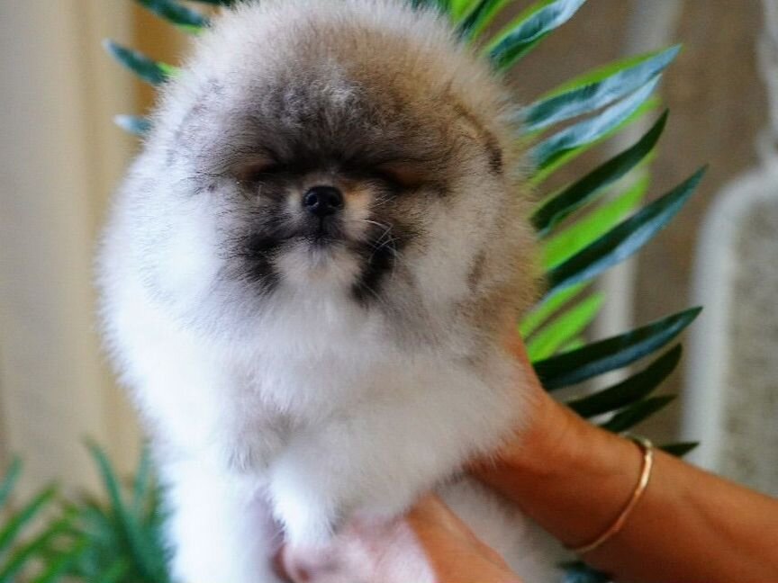 Померанское счастье