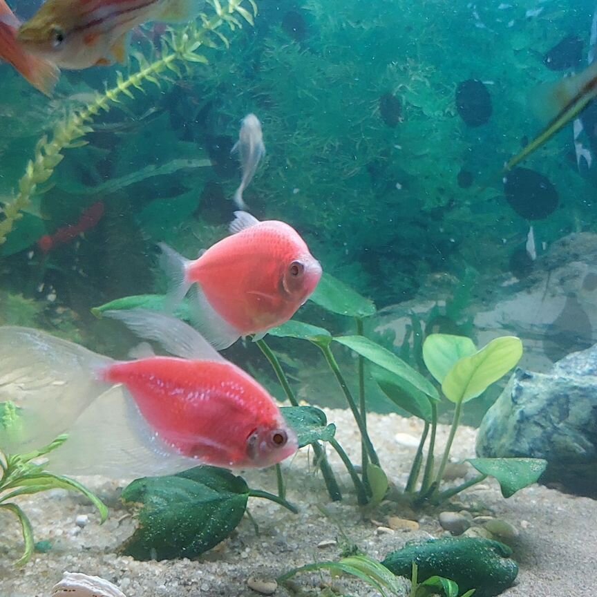 Аквариумные Рыбки