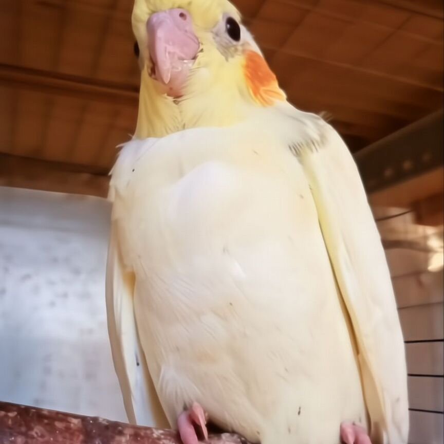 Попугай корелла птенец