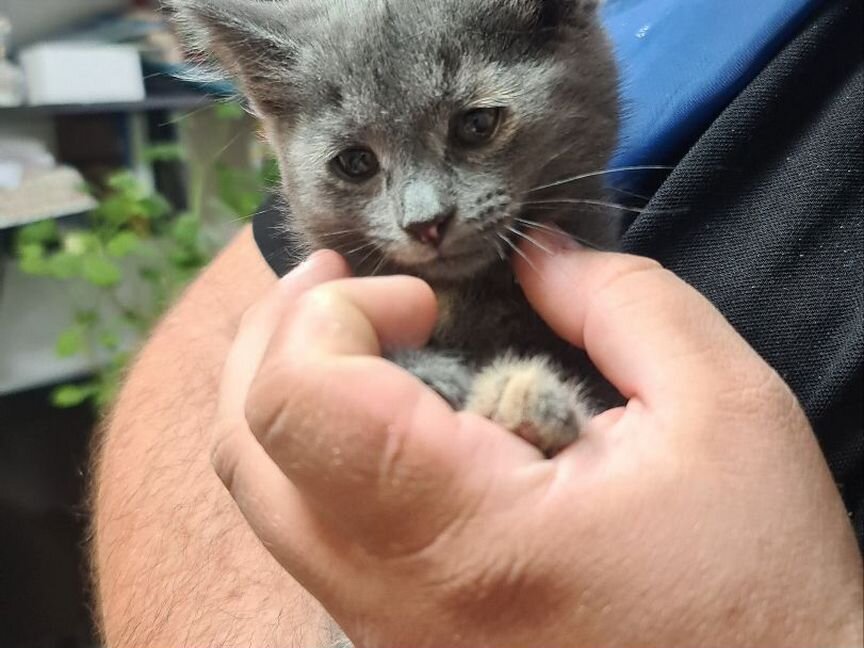 Котята отдам в добрые руки бесплатно