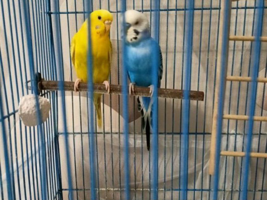 Семья попугаев