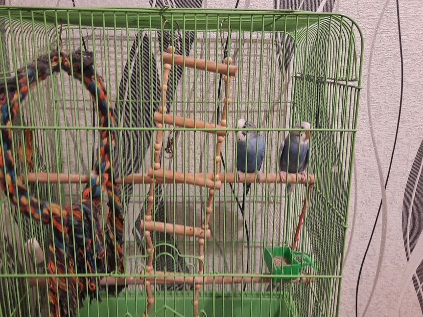 Волнистый попугай с клеткой