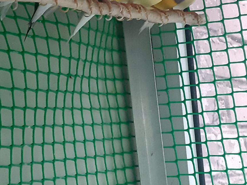 Амадины гульда