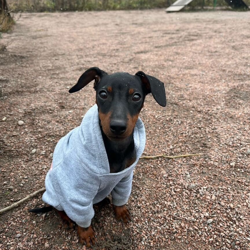 Цвергпинчер