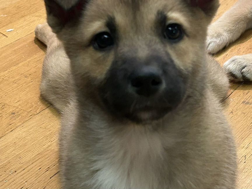 Щенок Линда ищет семью