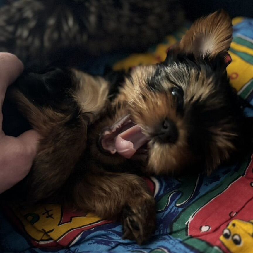 Йоркширский терьер, щенок