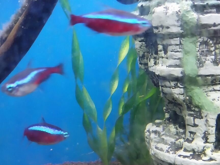 Неоны красные и синие шесть рыбок