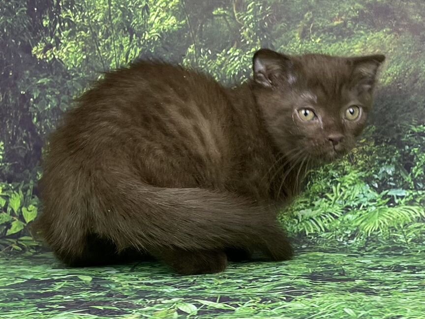 Шоколадный зайчик