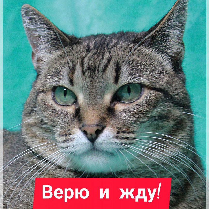 Европейская короткошёрстная, взрослая кошка