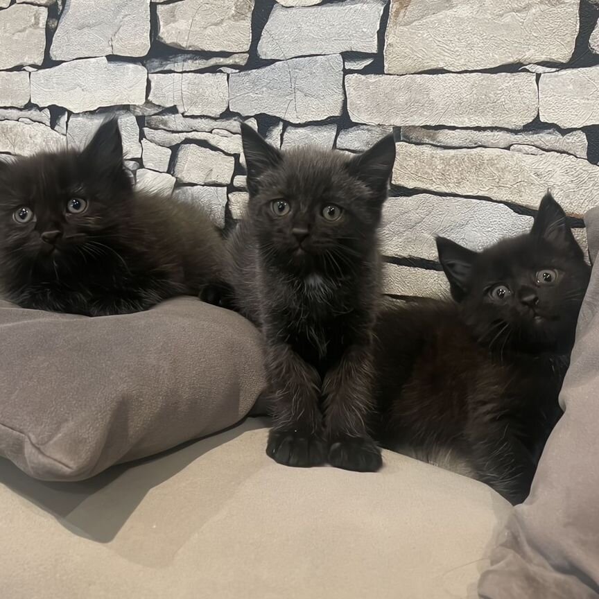 Мейн-кун котёнок