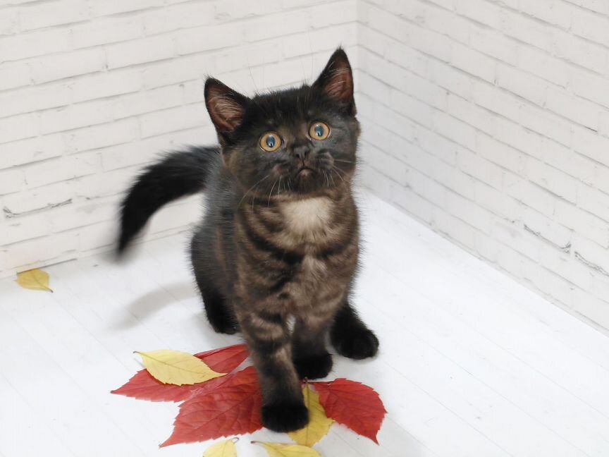 Британская кошка, 2,5 мес