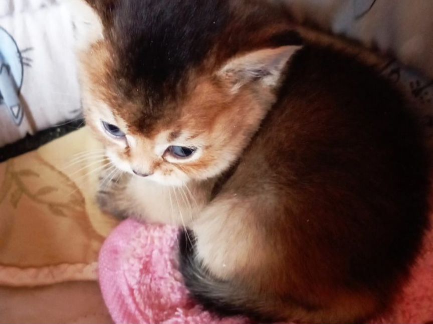 Британские котята