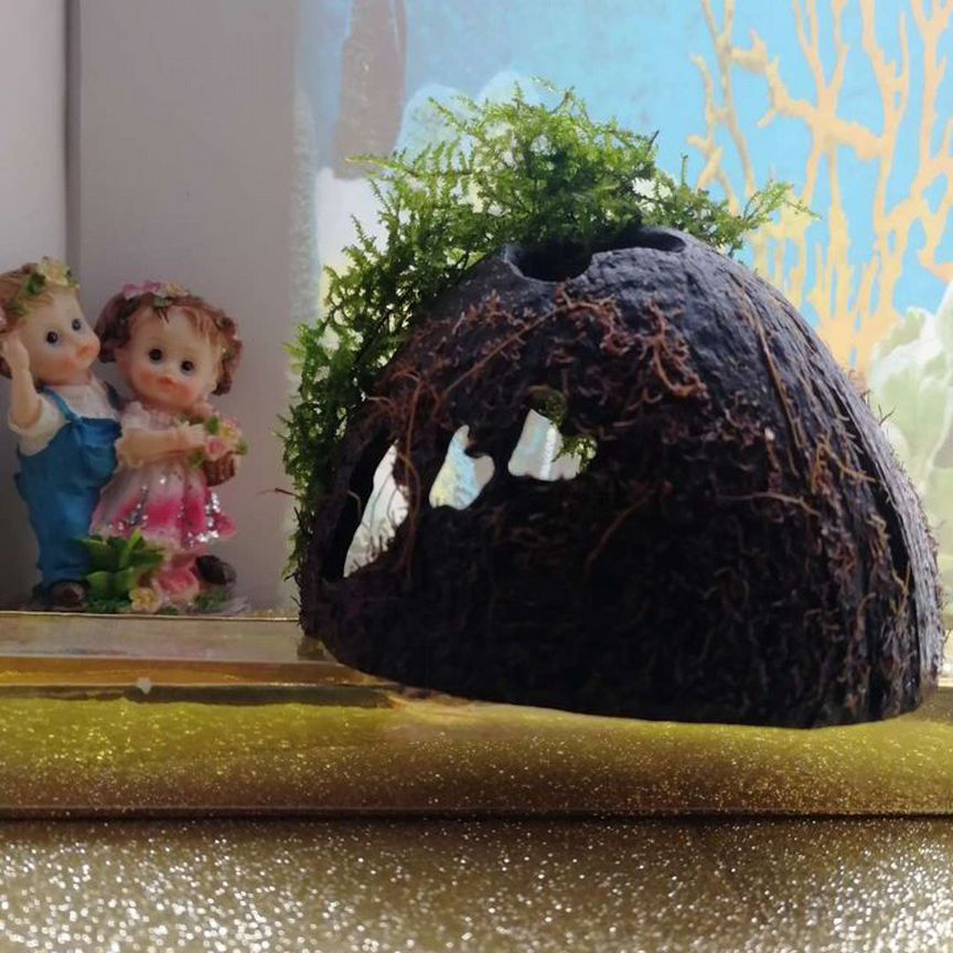 Кокосовый домик в аквариум